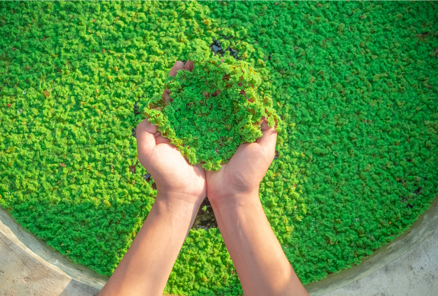Azolla – A super plant for Indian dairy farmers – Sid's Farm